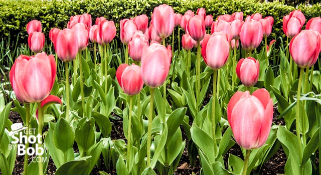 Photo walk was a great time - Robert DiTommaso Photography